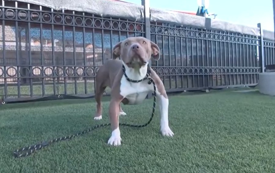 El Paso passes new rules for 'aggressive,' 'vicious' dogs