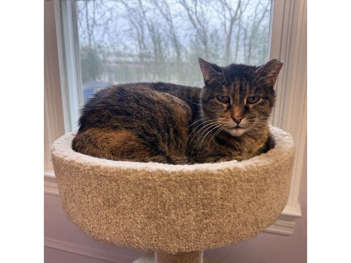Kitty spent years displaced — now she’s ready to belong: Huntington ...