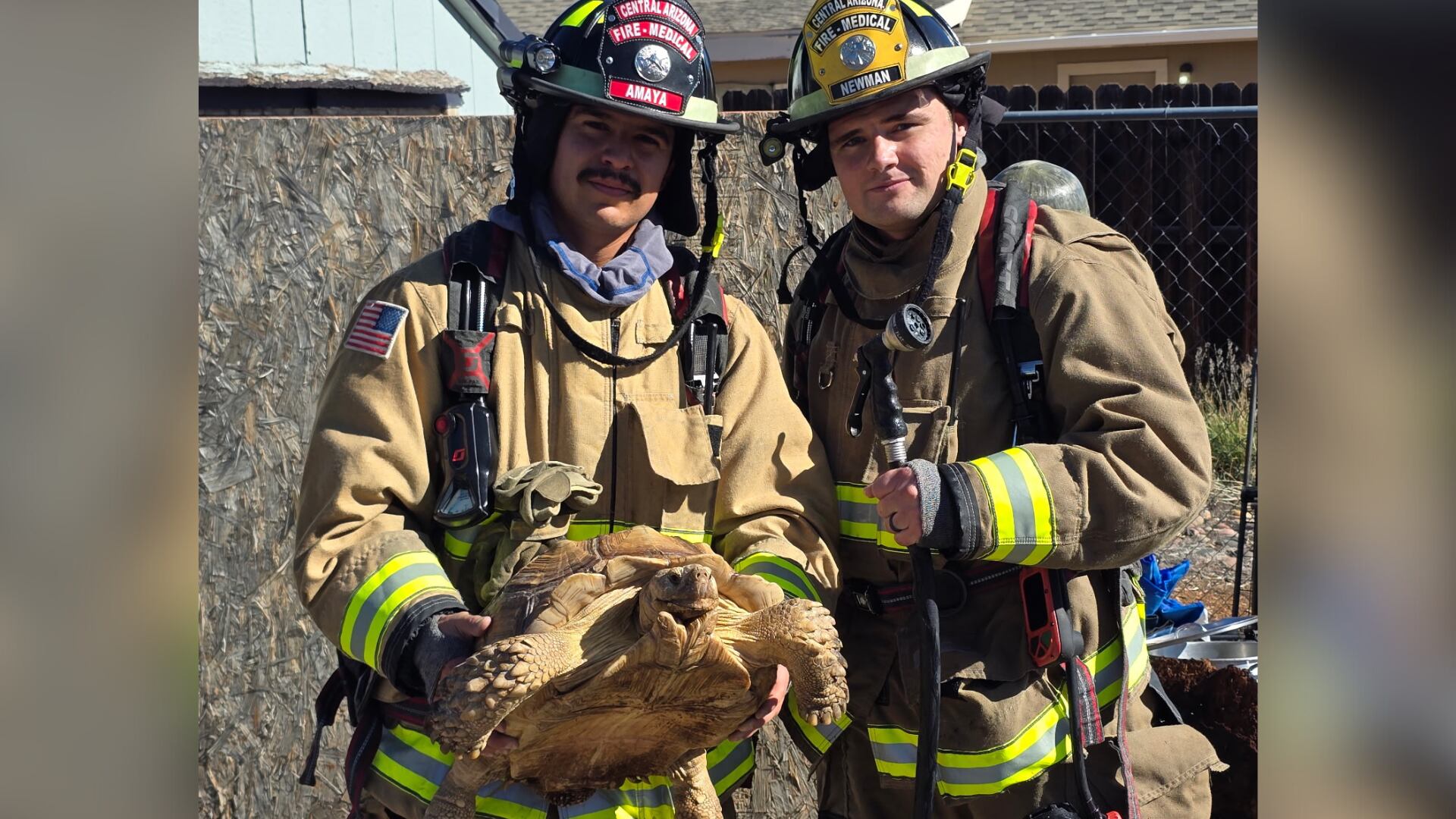 Tortoise rescued after reptile heat lamp nearly causes fire in northern ...