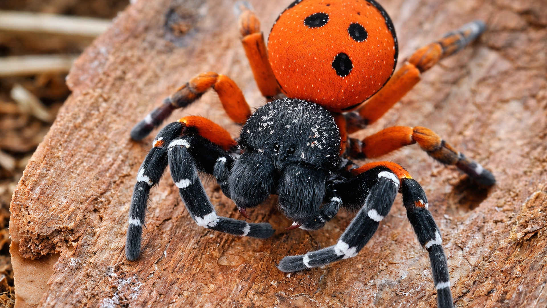 Meet the spider that's almost too colorful to be real