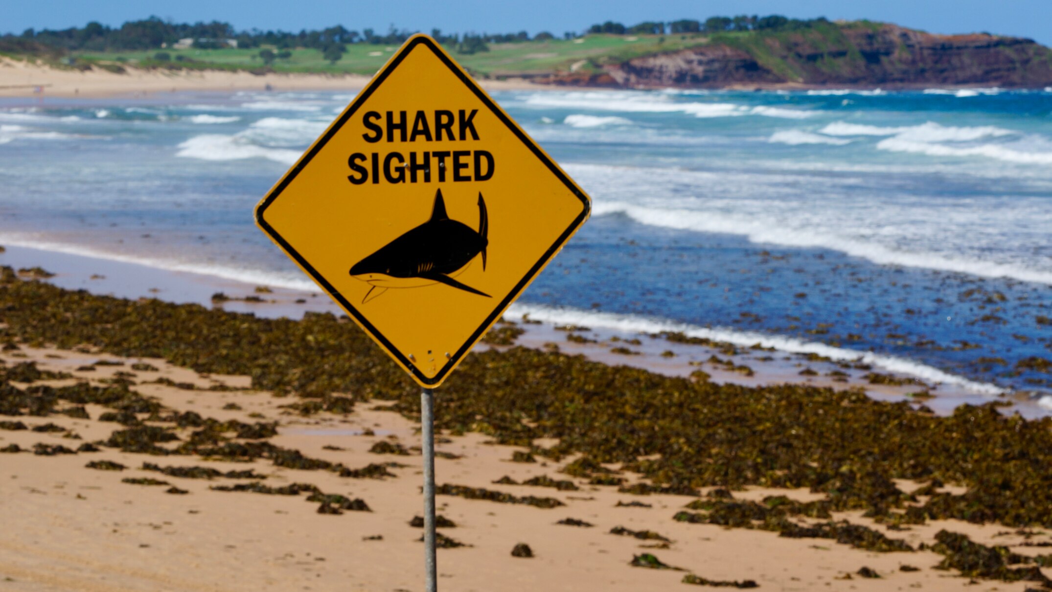 What Australian shark attack data shows about decades of bite incidents
