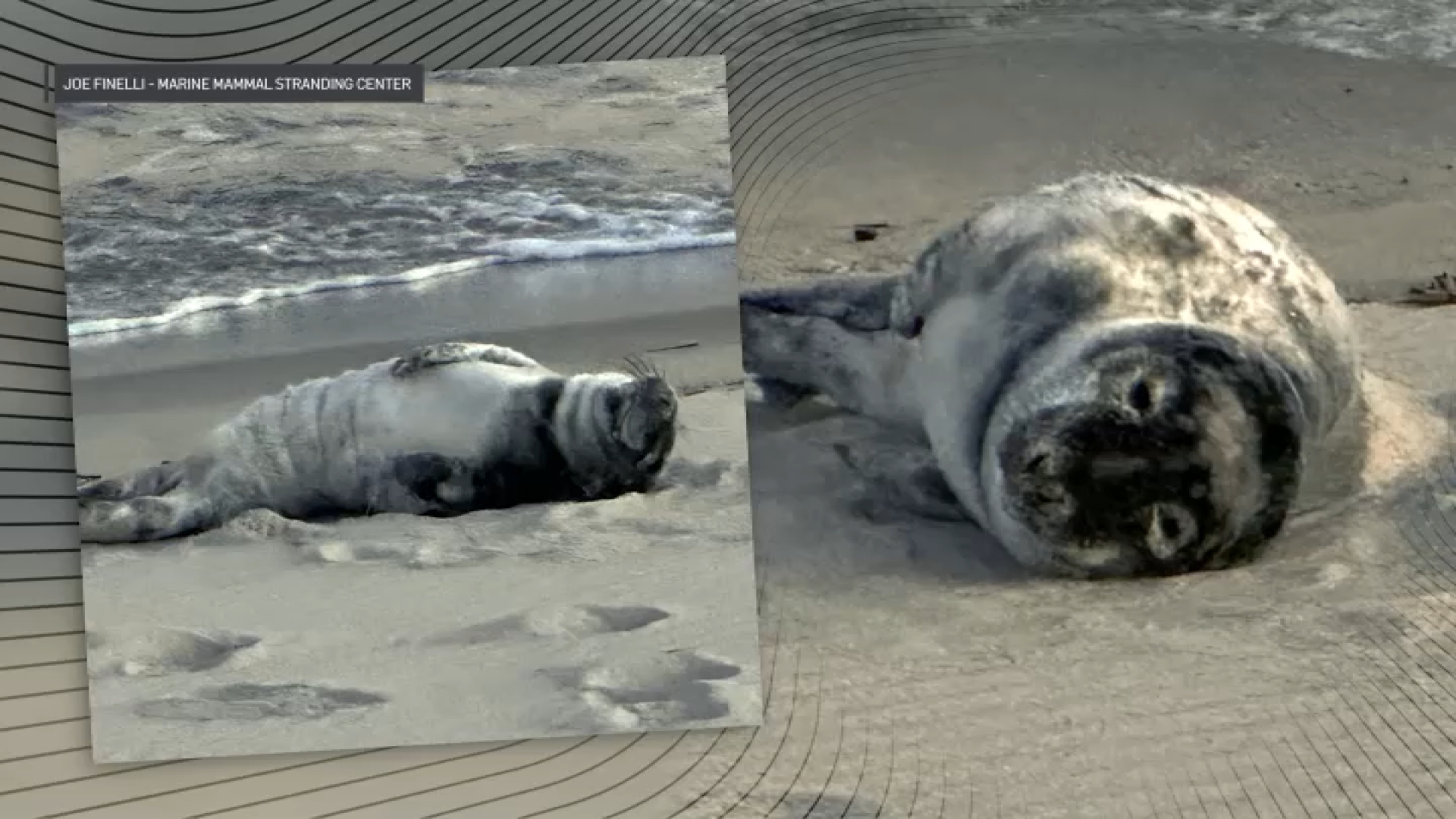 Grey seal caught napping at the Jersey Shore, but experts say keep your ...