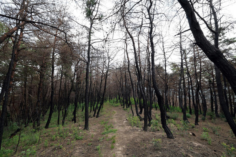 역사상 최대 경북 산불 확산 원인은 "침엽수, 솎아베기, 임도"