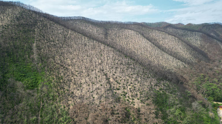 역사상 최대 경북 산불 확산 원인은 "침엽수, 솎아베기, 임도"