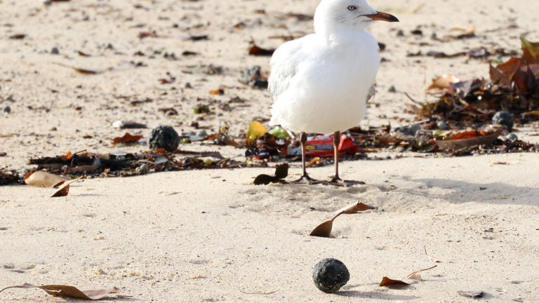 Mysterious balls wash up on popular beaches