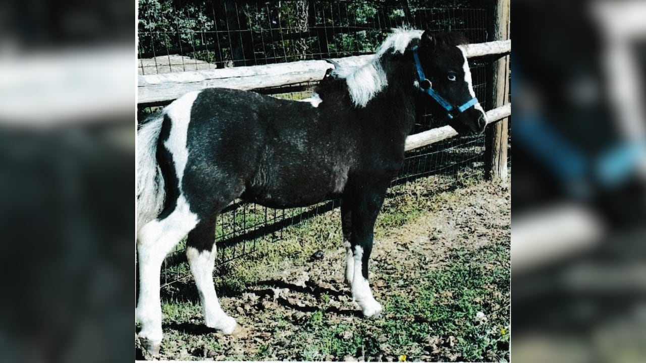 BC woman files lawsuit, claims seizing pets under veterinary care ...