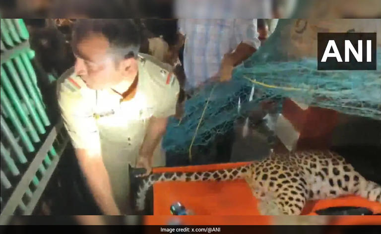 Leopard Enters In Daman Sweet Shop, Rescued After 10 Hours