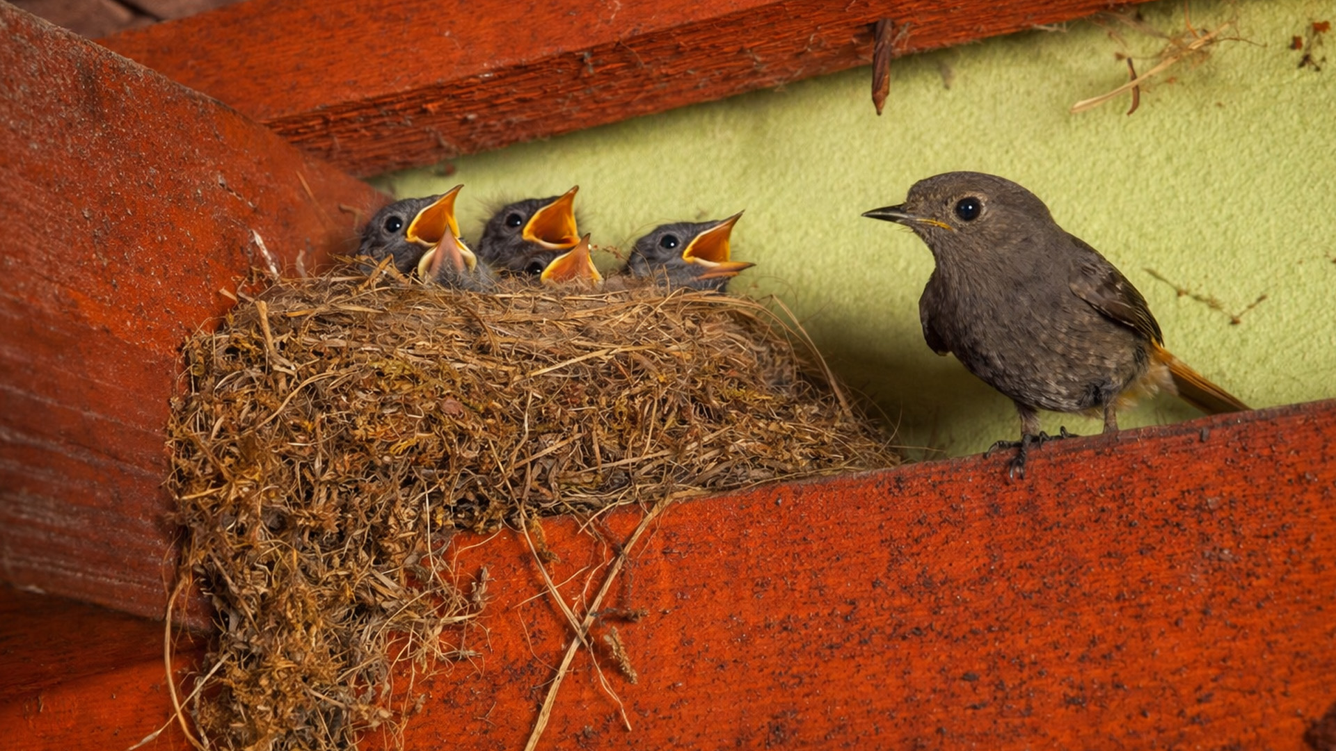 Busy parent caring for its chicks