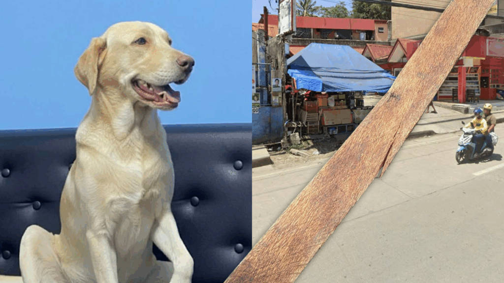 Siloy is watching: Labrador dog beaten to death in Mandaue City