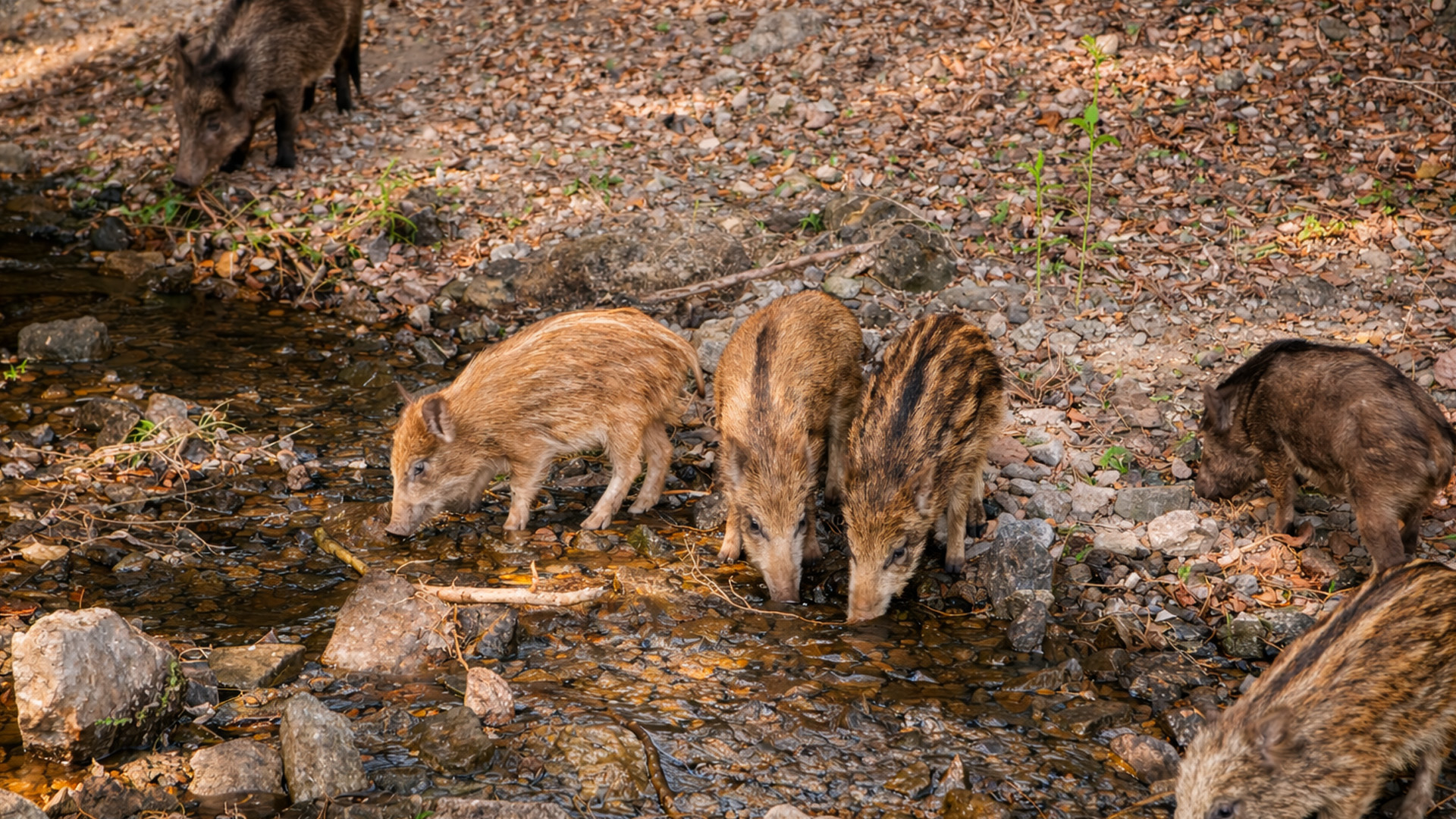 I left a camera in the forest for a week. The results surprised me