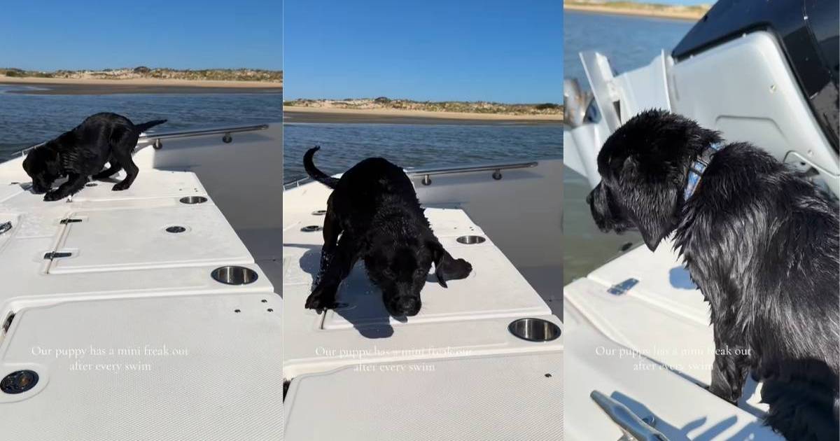 Labrador Puppy's Post-Swim Antics Melts Hearts Online