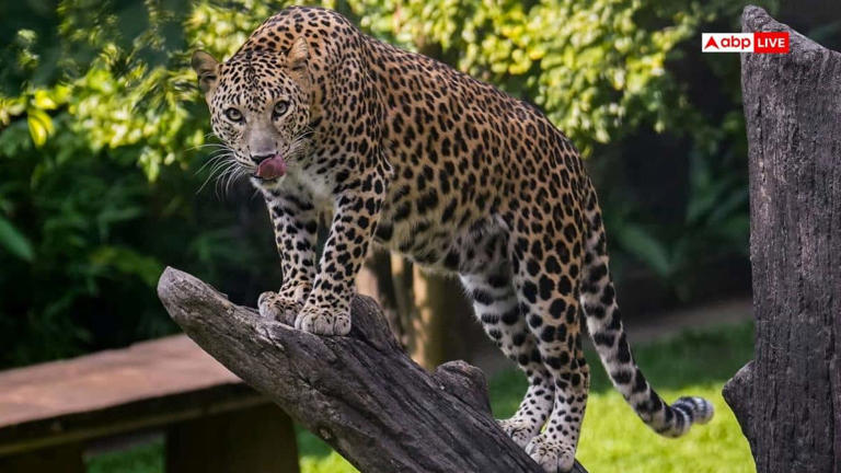 Leopard enters sweet shop, rescued after eight hours: Watch
