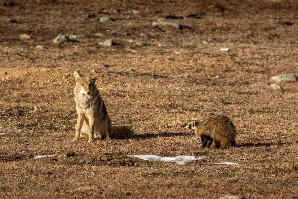 Trail cam: Badger chases coyote through wildlife crossing