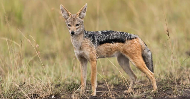 Red foxes fall to coyotes—but jackals face a deadlier threat