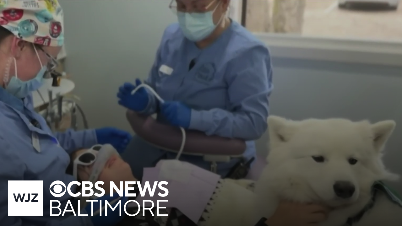 Therapy dog climbs into patient's lap for comfort during dental procedures