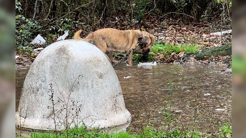 Flood-trapped mother dog and puppies saved by rescuers in southern ...