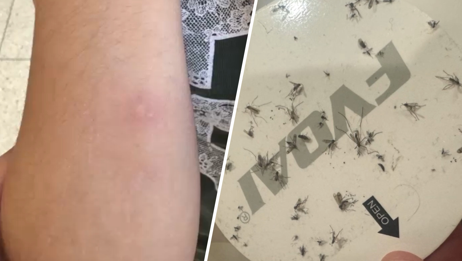 Mosquitoes are making El Segundo residents ‘miserable’. But where are ...