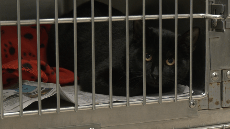 Nearly 1,000 animals euthanized at Bell County shelter causing public ...