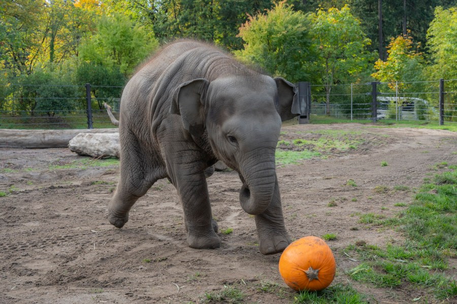 ‘Princess of the city’: Tula-Tu’s first birthday bash coming to Oregon Zoo