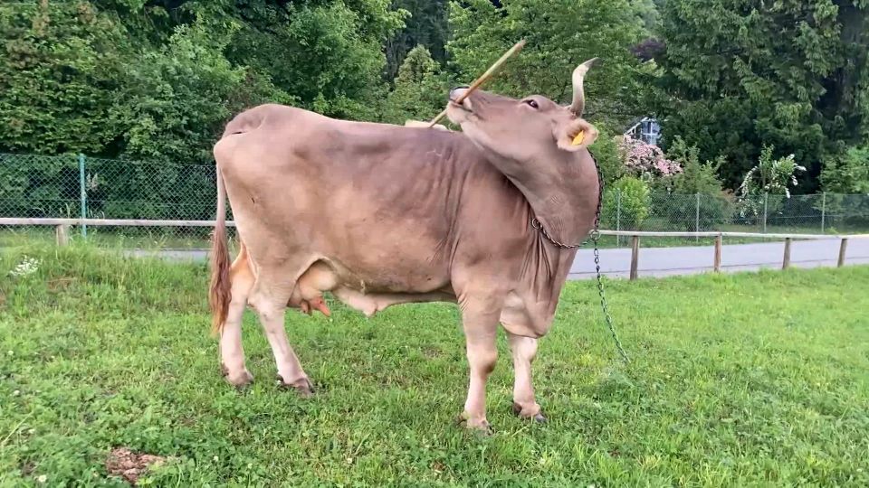 Veronika, la vaca que usa cepillos para rascarse y sorprende a la ciencia