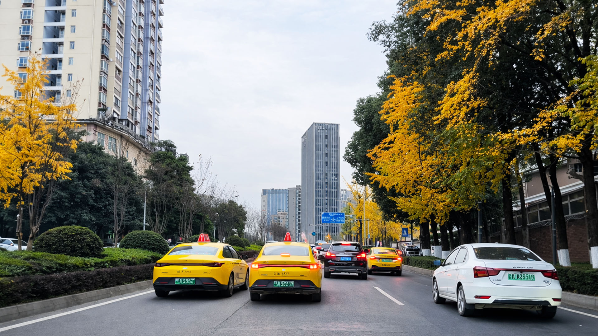 Golden trees brighten streets in Chongqing