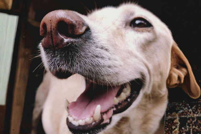 Safely using turmeric