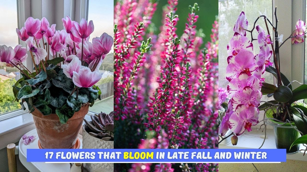 Winter garden care tips to keep flowers alive longer
