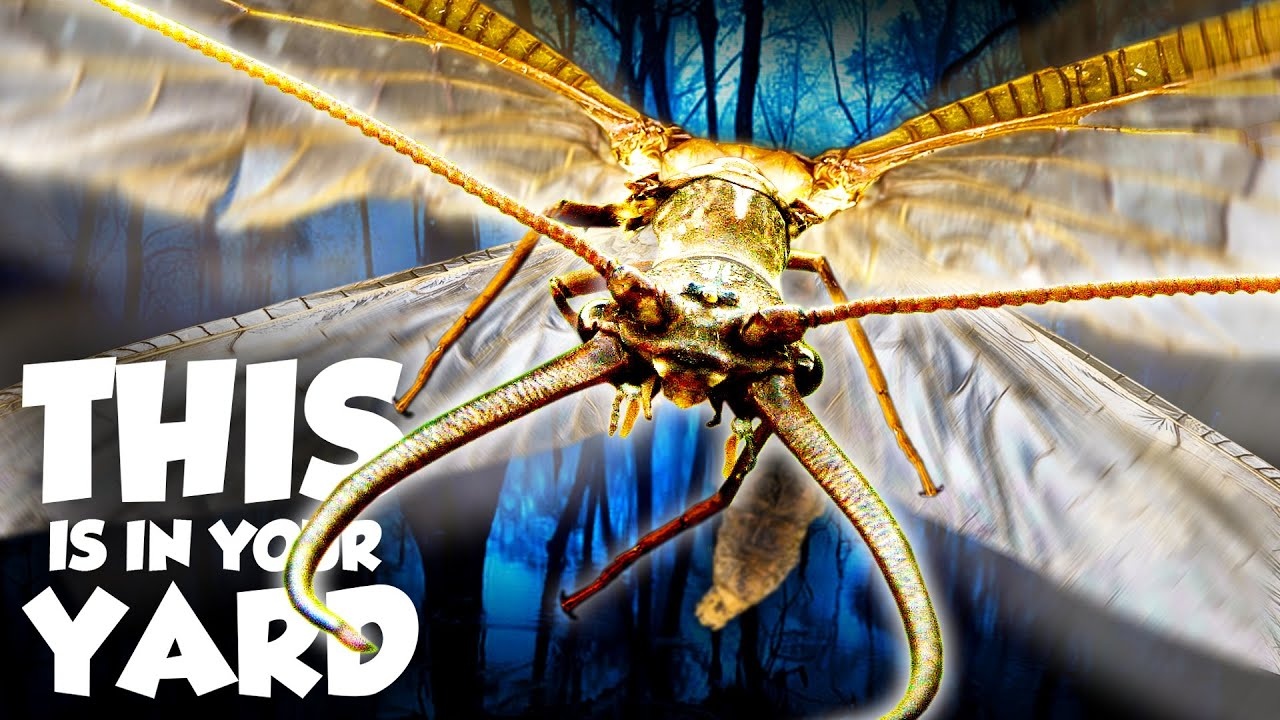 Why your yard attracts far more insects than you think