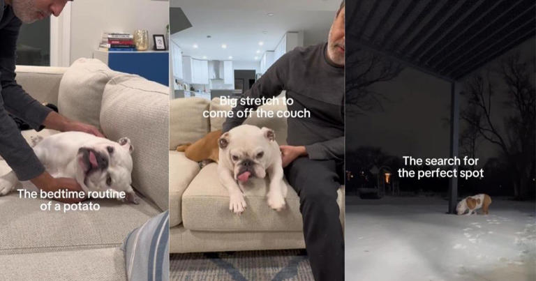 Video unpacks dog's 4-step bedtime routine
