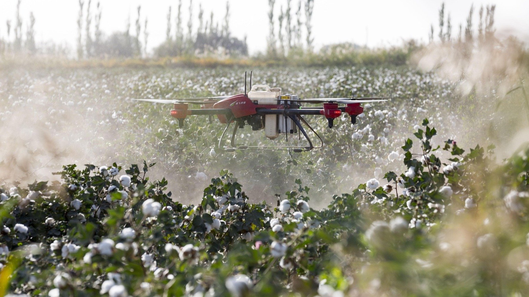 Es una de las peores plagas agrícolas en España, y en Argentina ya ...
