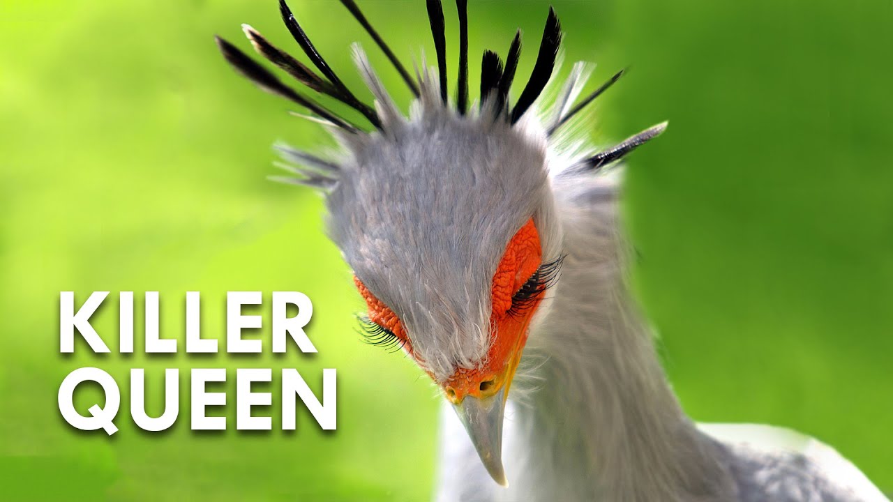 Why scientists consider secretary birds among Africa’s most efficient ...