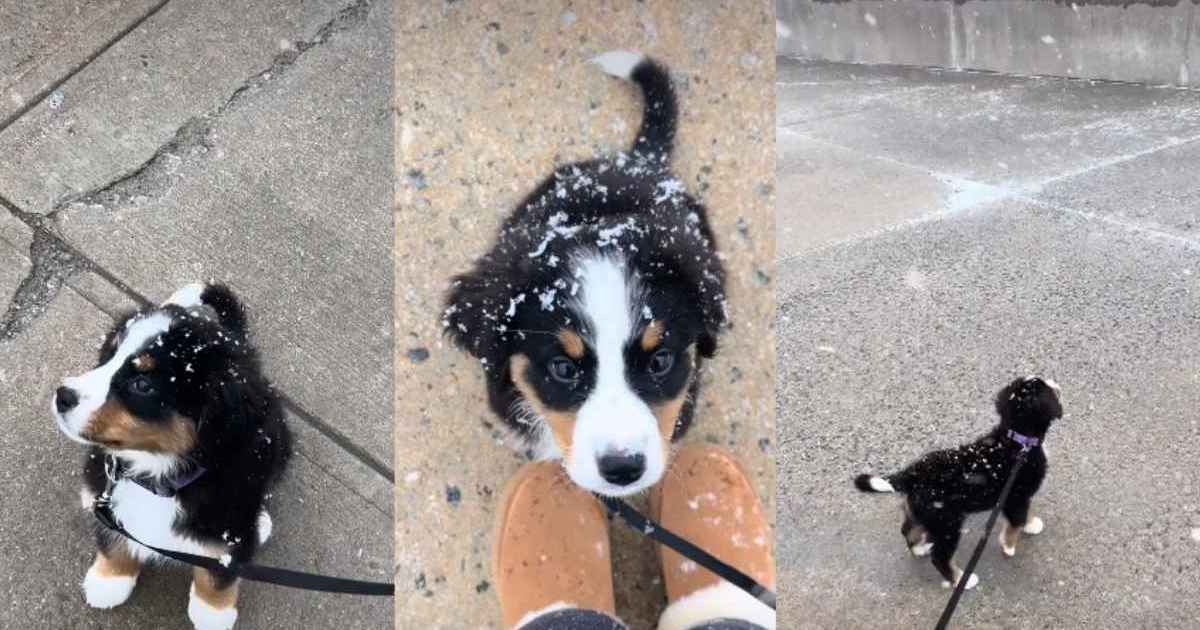 Bernese mountain dog puppy tasting her first snow will make your day