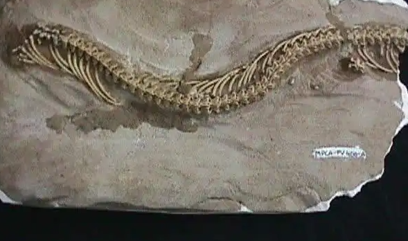 Walking snake: Meet the 90 million-year-old snake that refused to lose ...