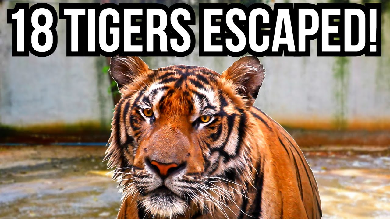 When a single incident changes how zoos handle risk forever