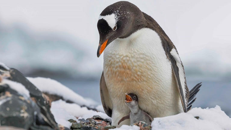 Will penguins win against climate change? Science has the answer