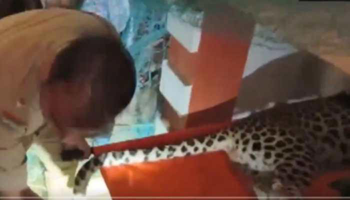 Watch: Leopard enters sweet shop in Daman, rescued after 10 hour operation