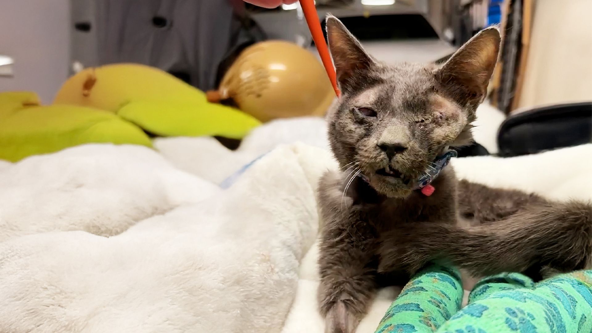 'Ugly' cat hit by car can't stop making biscuits