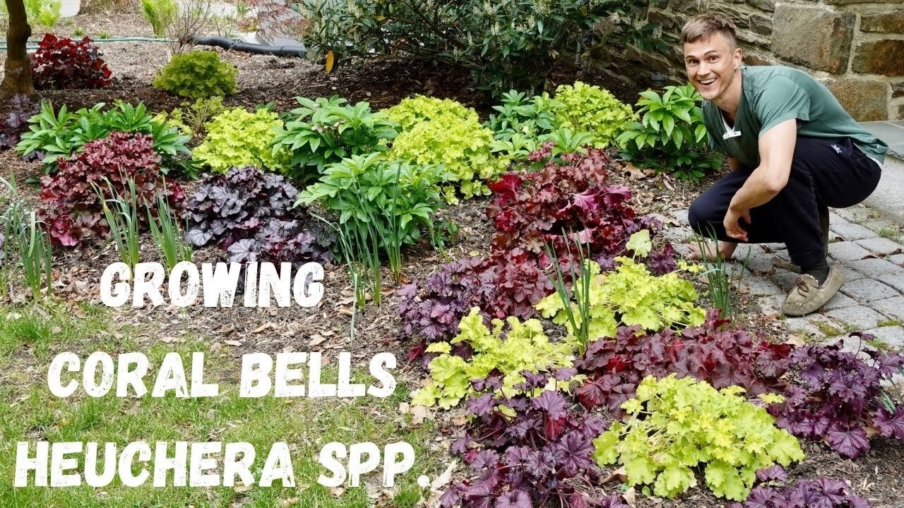 Coral bells (Heuchera spp.) - where to plant & how to grow