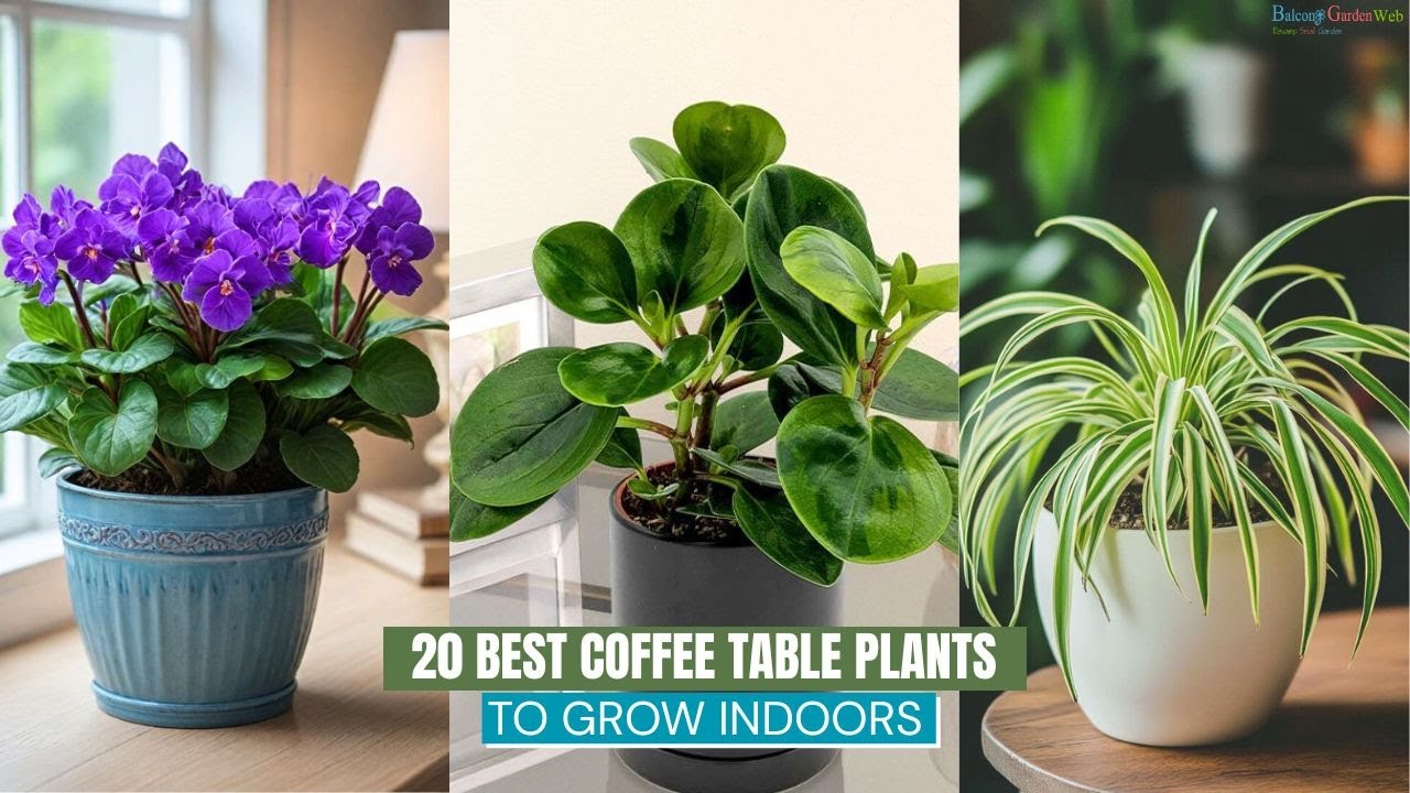 Best low maintenance plants for coffee table decoration
