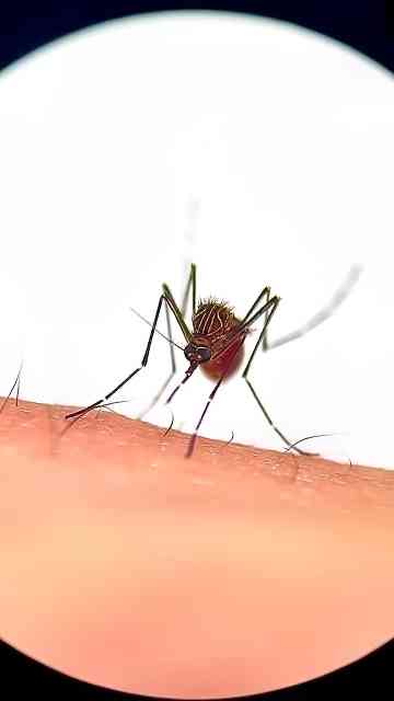 Mosquito bites my hand live under the microscope!