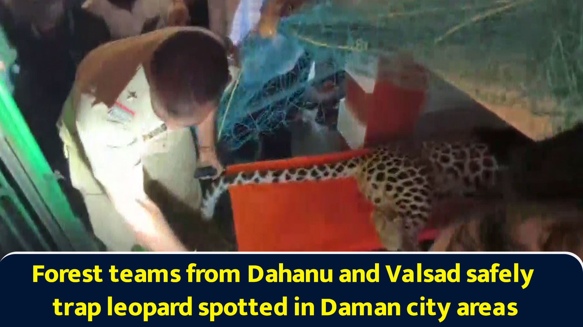 Forest teams from Dahanu and Valsad safely trap leopard spotted in ...
