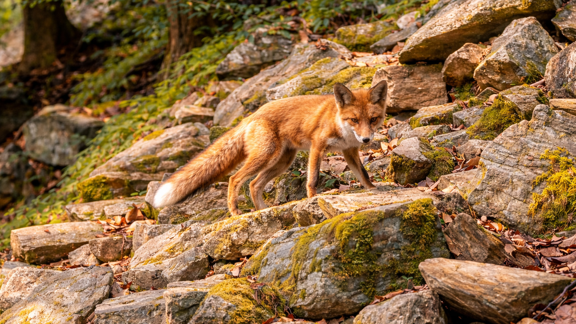 La vie sauvage capturée par mon piège photographique au cœur de la forêt