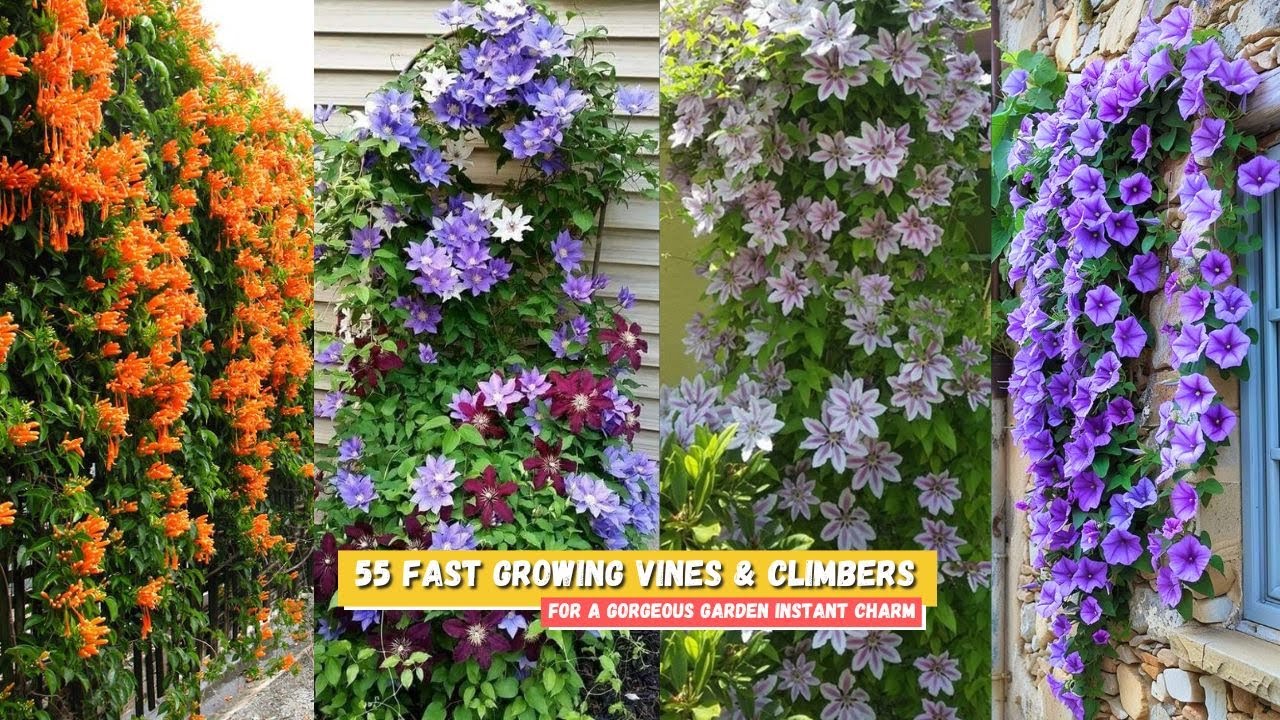 Best climbing plants that add beauty and privacy to your garden
