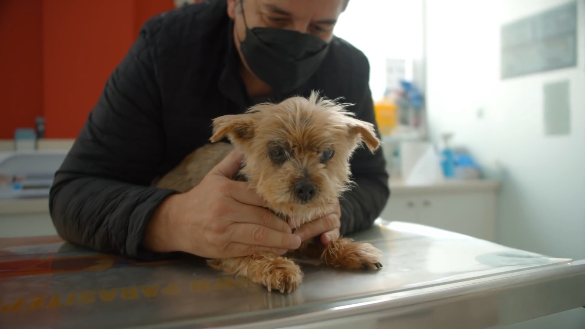 The miraculous recovery of two dogs who refused to give up