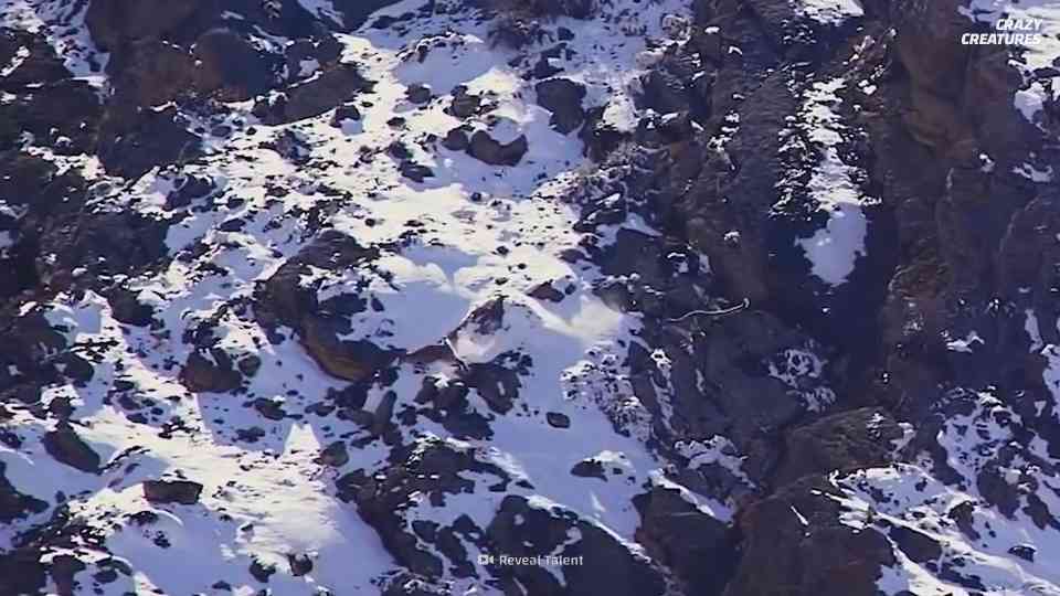 How snow leopards survive jumps that would kill most animals