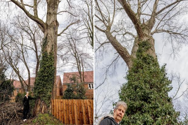 Terrified widow fears she'll be crushed by 108ft 'monster tree' looming ...