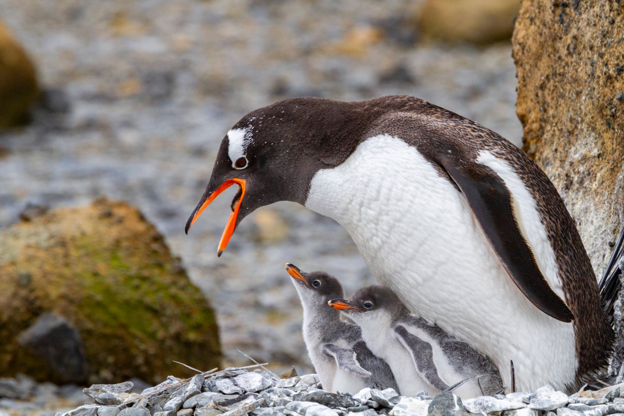 Pinguine brüten früher – und riskieren das Leben ihrer Küken