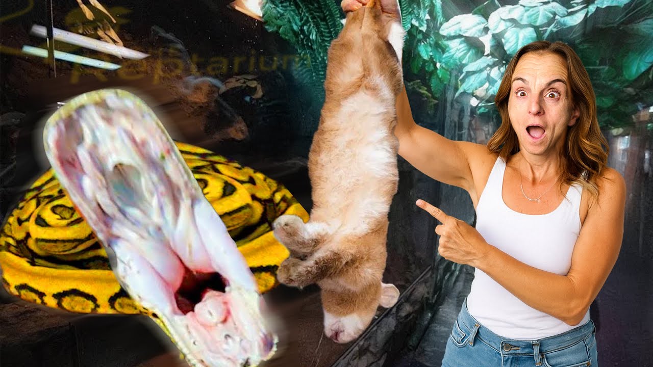 When feeding time puts keepers within reach of powerful jaws