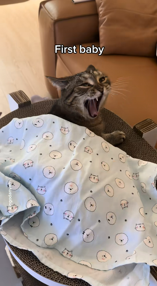 My priorities are clear: cats over everything
