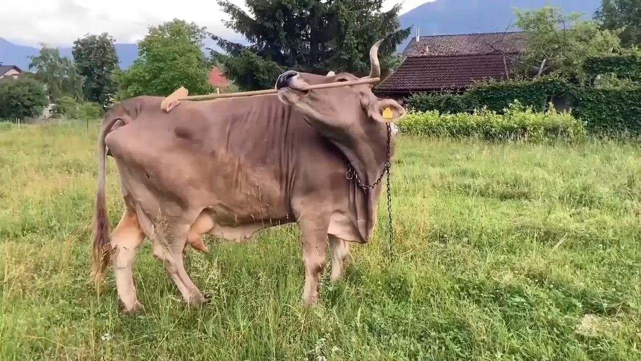 Clever cow uses a broom to scratch an itch